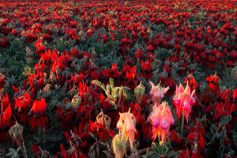 Roxby Downs - Julie Fletcher Photography
